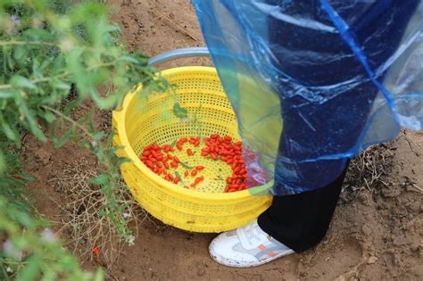 产业 第六届枸杞产业博览会枸杞开园节在宁夏盛大开幕 知乎