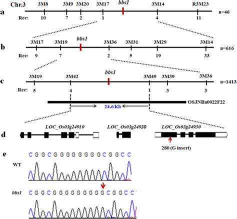 map based cloning of the bbs1 locus a primary mapping of bbs1 between