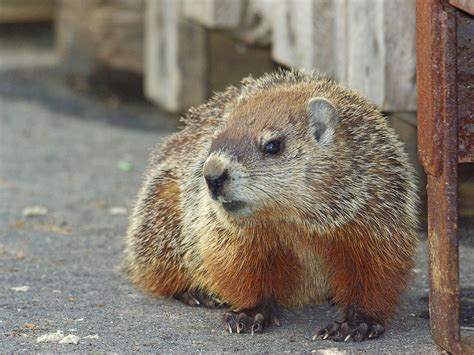 Reviving Aging Pipes Discovering The 3 Ultimate Methods Pipeline Rehab Coatings