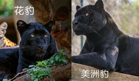 花豹和美洲豹有哪些区别？ 知乎