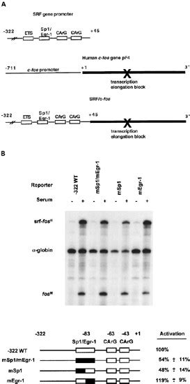 The Srf Promoter Directs Transient Expression Of A Human C Fos Gene