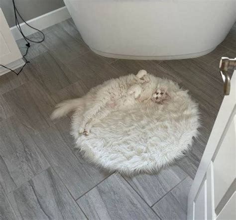 Perfect Camouflage Part 7 Others