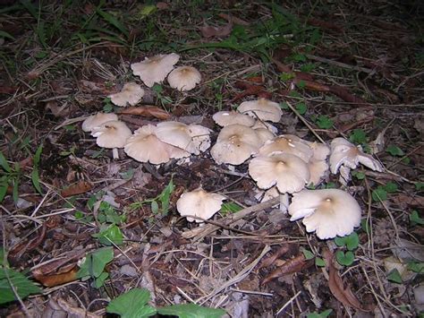 Termitomyces Alchetron The Free Social Encyclopedia