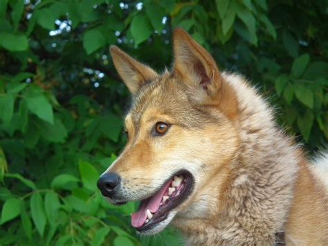 Hund Valp Djur Gratis foto på Pixabay Pixabay