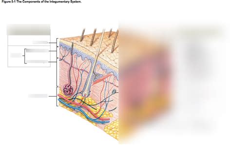 Anat Diagram Quizlet