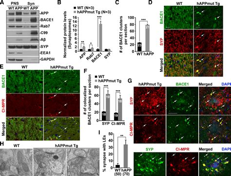 Aberrant Accumulation Of Bace1 Within Presynaptic Late Endocytic