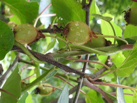 Actinidia Chinensis Var Deliciosa Chinese Gooseberry Kiwifruit Kiwi