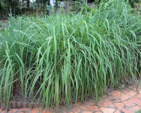 Citronella Grass Cymbopogon Nardus Plants Candide Gardening