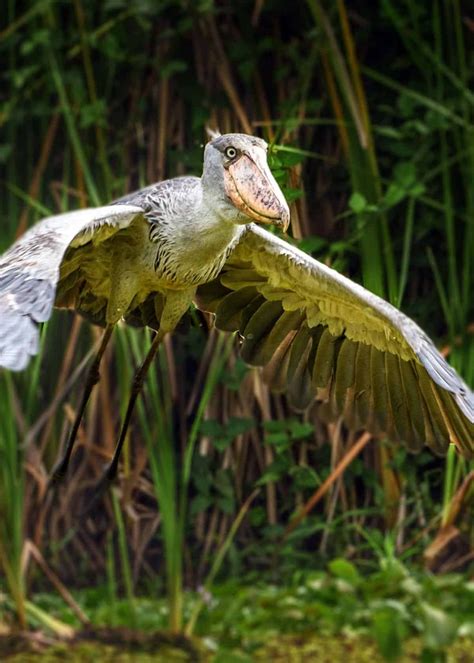 Pin On Shoebills