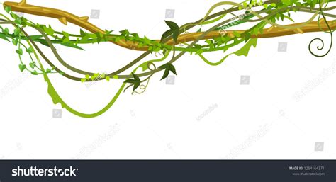 Twisted Wild Lianas Branches Banner Jungle Stock Vector Royalty Free 1254164371 Shutterstock