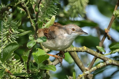 Whitethroat Lunt Meadows Bob Hurrell Wildlife Flickr