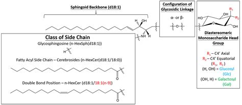 Cerebroside Structure