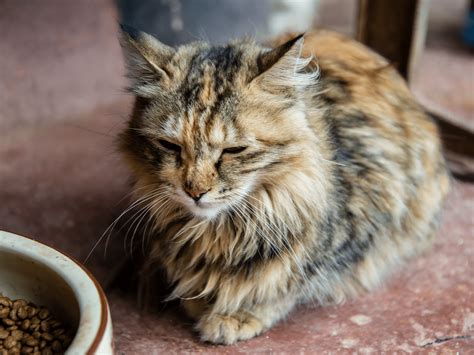Kattenrassen Verken En Ontdek De Diversiteit Van Katten