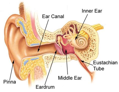 Sound Cbse Class 8 Science Notes Chapter 13
