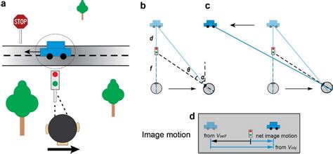 Schematic Illustration Of Motion Components That Arise From Observer Download Scientific