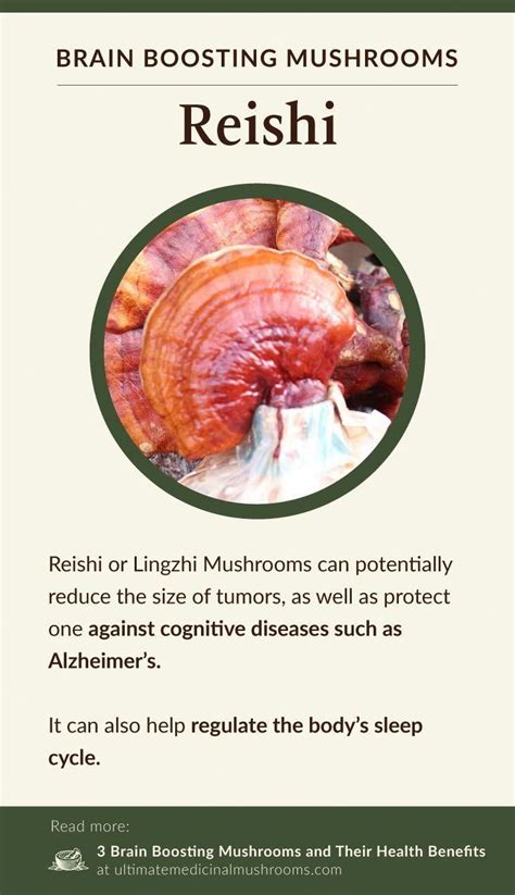 Bad Lesson Plan Examples Stuffed Mushrooms Mushroom Benefits Herbs