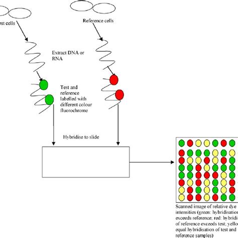 schematic representation of a standard microarray experiment using