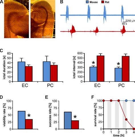 Mouse Brain Slices Offer A Higher Experimental Output Than Rat Brain