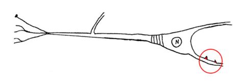 Neurophysiology Part 5 Synaptic Transmission And Action Potential Flashcards Quizlet