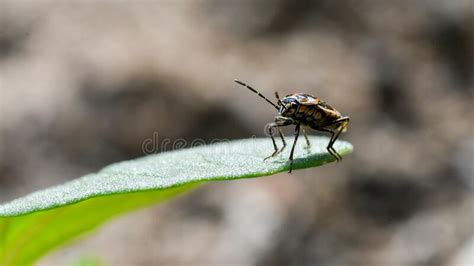 Elder Bug Nymph In Oleander Pod Stock Image Image Of Arthropod Blackish 103394349