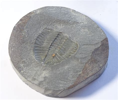 Trilobite Fossil Imprint In Matrix Rock 6 1 X 5 7 X 1 2 Cms 78 Gms Etsy