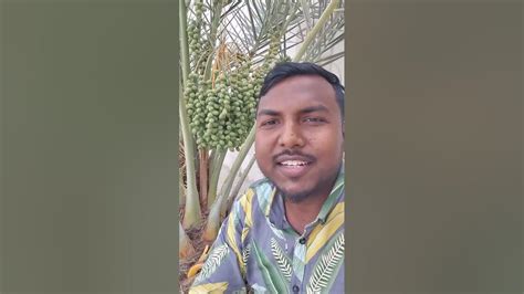 মাশাল্লাহ চারা গাছে এত খেজুর কাতারে আশা করি ভিডিওটা সম্পূর্ণ ভালো