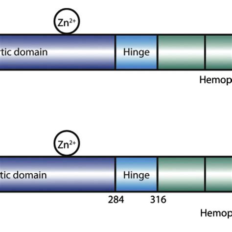E Three Common Corneal Neovascularization Nv Morphologies Are A Deep Download Scientific