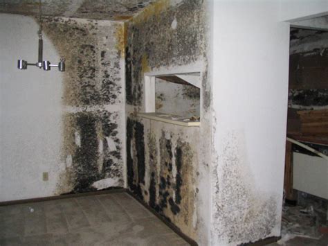 Types Of Mold Mold Remediation Information