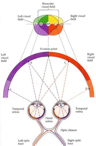 Central Visual Pathways Flashcards Quizlet