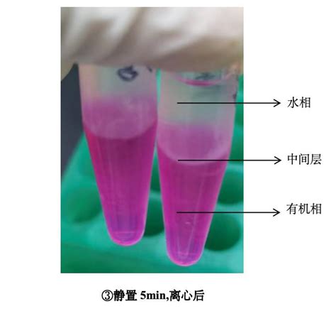 Trizol Rna