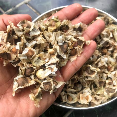 Jual Benih Biji Pohon Kelor 1 Kg Kualitas Unggul Biji Tanaman Kelor