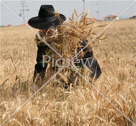 תמונה של שדה חיטה מאגר תמונות איורים ציורים Picjew