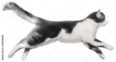 чёрно белый кот на белом фоне Stock Illustration Adobe Stock