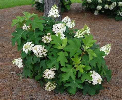 Oakleaf Hydrangea Native Gardeners