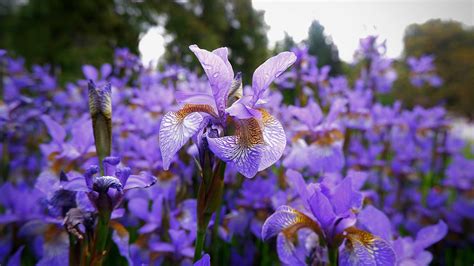 Multi Class Classification Of Iris Dataset Using Pycaret Auto Ml By