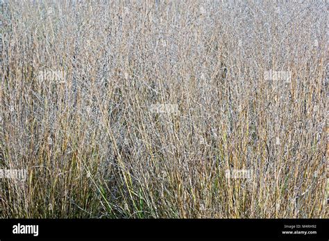 Shenandoah Switch Grass Panicum Virgatum Shenandoah Stock Photo Alamy