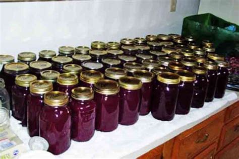 Suco De Uva Delícia Previne Doenças