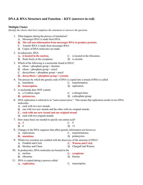 Transcription And Translation Worksheet Answer Key