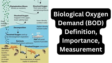 Biological Oxygen Demand Bod Definition Importance Measurement