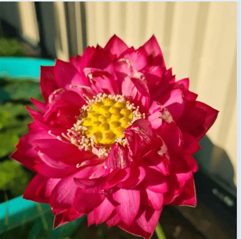 Back In Stock Flowering Lotus Plants Three Varieties Available