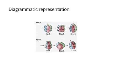 Echinoderm Embryology Ppt