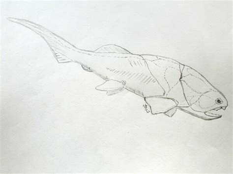 Placoderm Paleozoic Fish