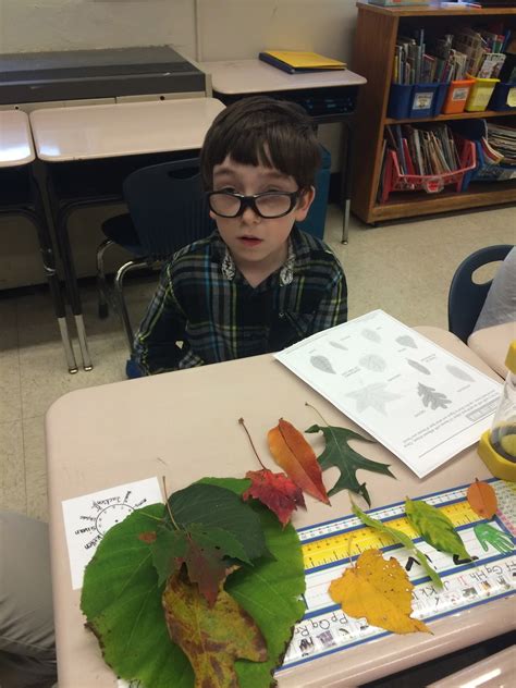 Mrs Nashs Classroom Blog Collecting And Classifying Leaves