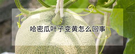 哈密瓜叶子变黄怎么回事 发财农业网