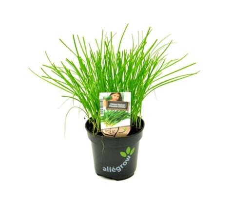 Plant De Ciboulette Chinois Beeyom Potager Vertical