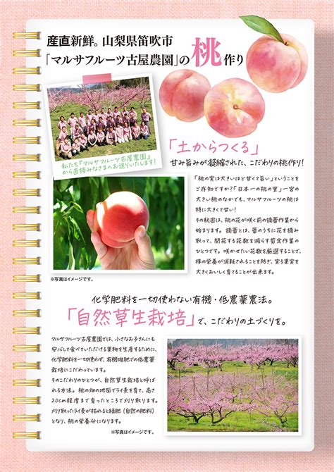 20230626 京急ストア、もとまちユニオンにて産直新鮮「山梨県産 桃」7月10日（月）までご予約承り中！ インフォメーション一覧
