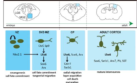 The Development Of Mge Derived Cortical Interneurons An Lhx6 Tale