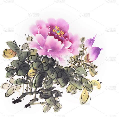 牡丹，中国传统水墨画。