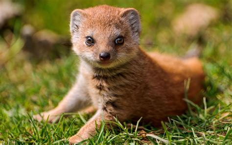 Mongoosehd Wallpapers Backgrounds