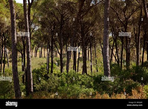 Bosque de pinos Parque Nacional de Doñana Huelva Andalucía España Stock